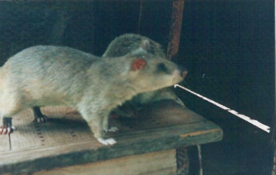Southern Giant Pouched Rat from Vainona, Harare, Zimbabwe on March 3 ...