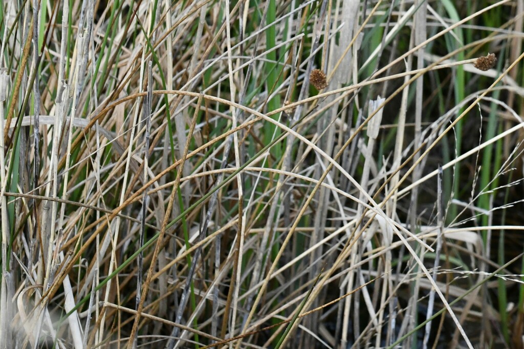 Compact Rush from York, UK on April 27, 2024 at 05:15 PM by Kian Hayles ...