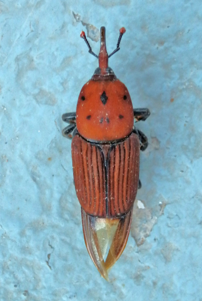 Red Palm Weevil from 98050 Panarea ME, Italia on April 30, 2017 at 05: ...