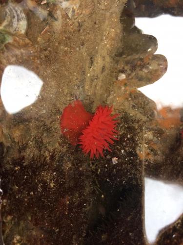 Maroon Anemone (Florianopolis - Invertebrates, no insects) · iNaturalist