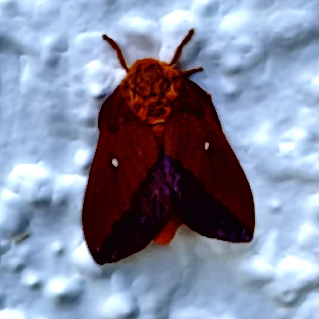 Southern Pink-striped Oakworm Moth from Brevard.HPt.Titusville, FL, USA ...