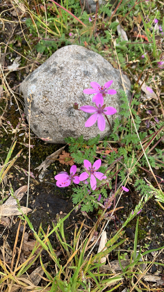 Redstem Stork's-bill from Exeter on May 1, 2024 at 03:06 PM by berryh ...
