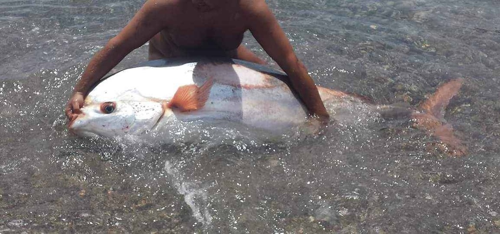 Louvar (Luvarus imperialis) - Marine Life Identification