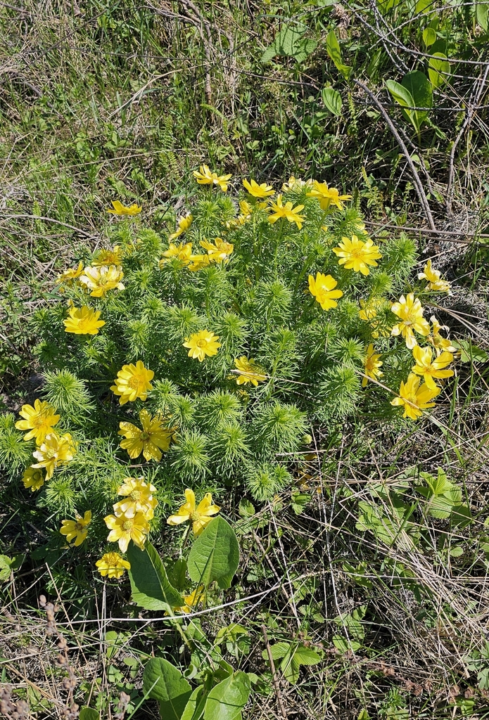 Spring Adonis from Саратовская обл., Россия, 412025 on April 30, 2024 ...