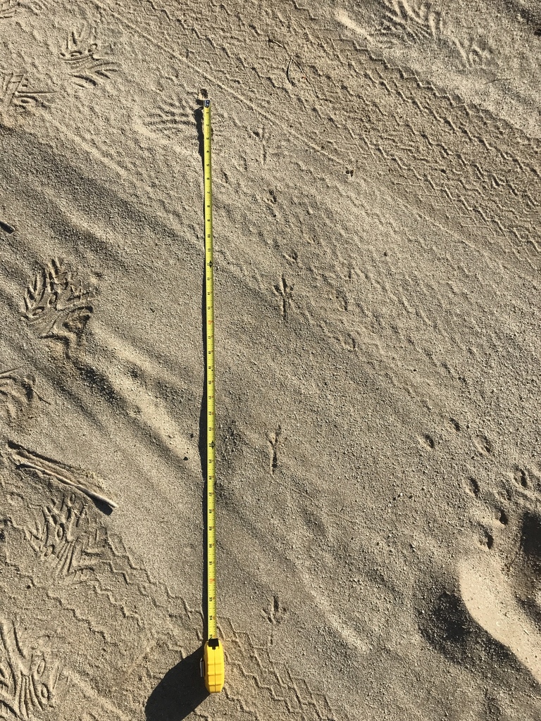 Great-tailed Grackle from Borrego Springs Resort Golf Club & Spa ...