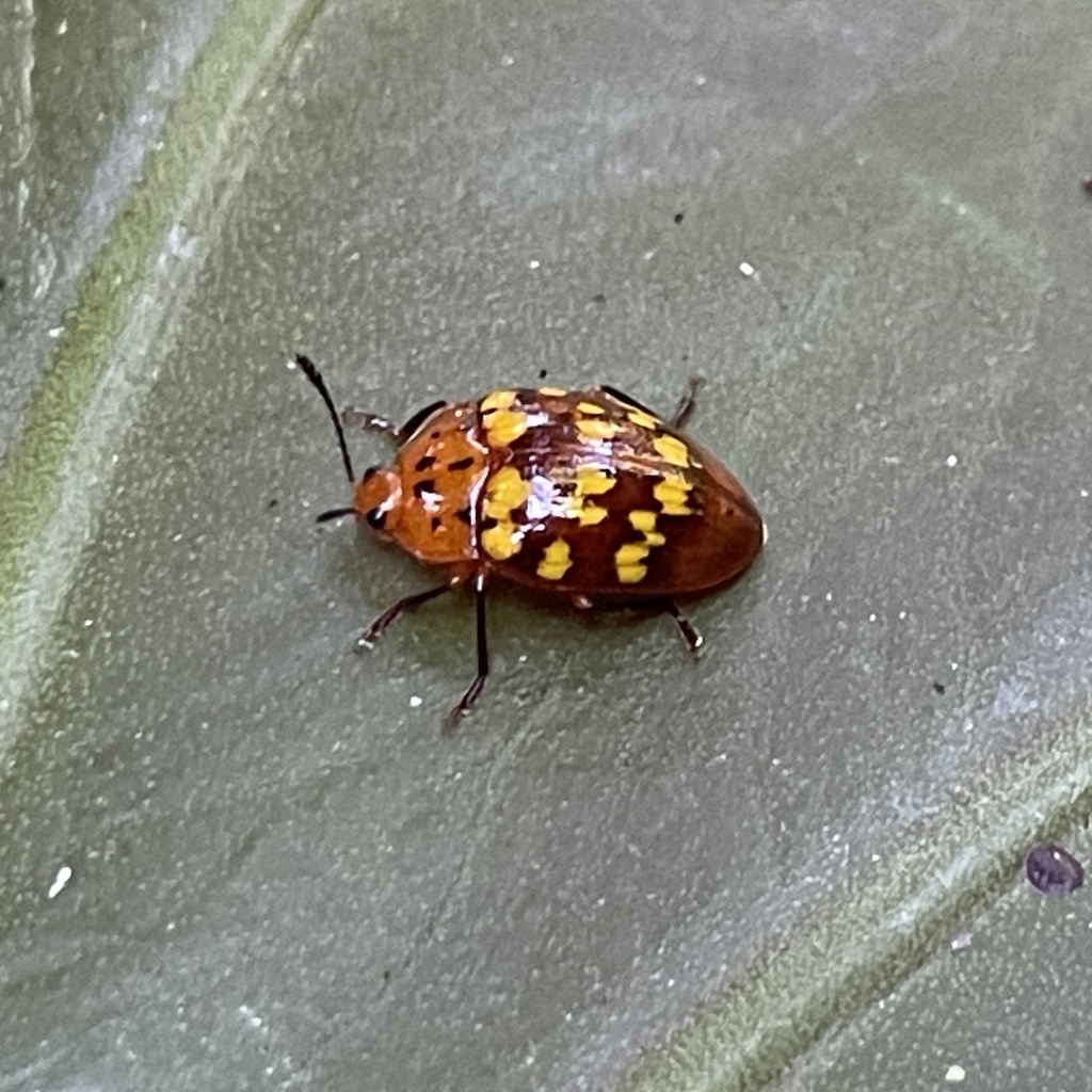Iphiclus claropictus from Foz do Iguaçu - State of Paraná, Brazil on ...
