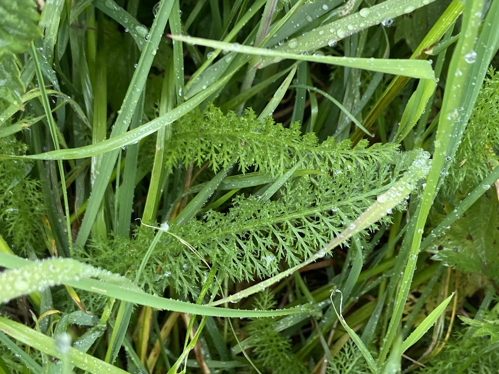 common yarrow from Iffley Fields Ward, Oxford, England, GB on April 27 ...