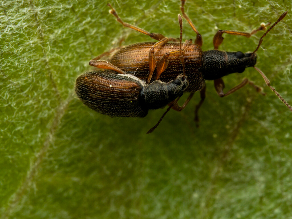 Brown Leaf Weevil from Glanz 74, 8463 Glanz an der Weinstraße ...