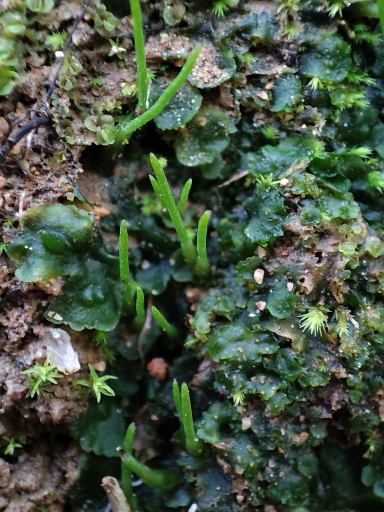 Anthocerotopsida from Ningde, CN-FJ, CN on February 12, 2024 at 11:18 ...