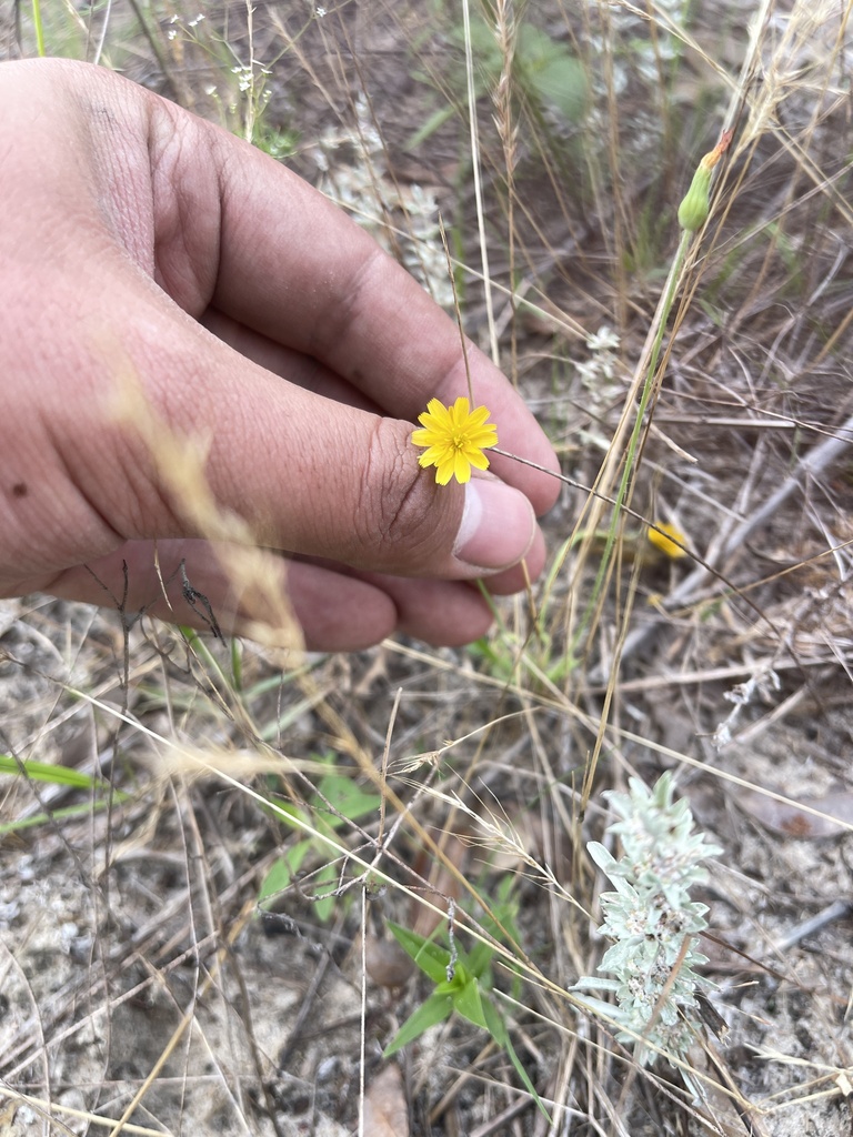 Virginia dwarfdandelion in April 2024 by Brandon Corder · iNaturalist