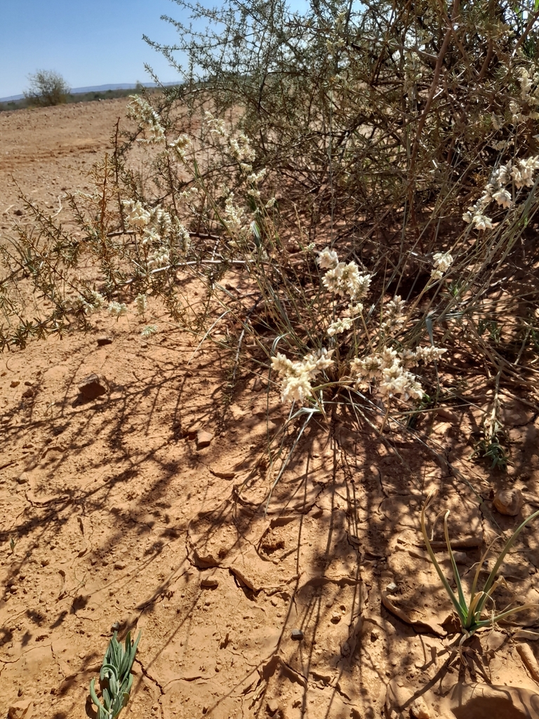 Tick Grass from Hardap Region, Namibia on May 1, 2024 at 12:20 PM by ...