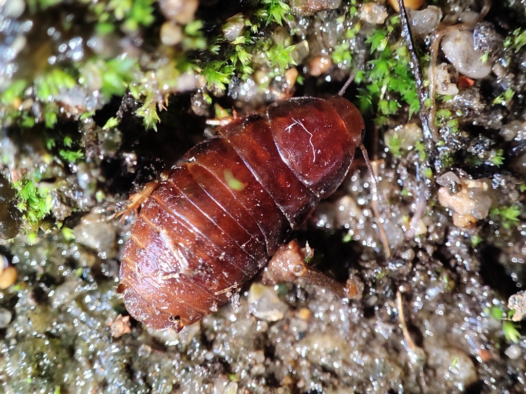 Pycnoscelus from Ningde, CN-FJ, CN on February 9, 2024 at 01:10 PM by ...