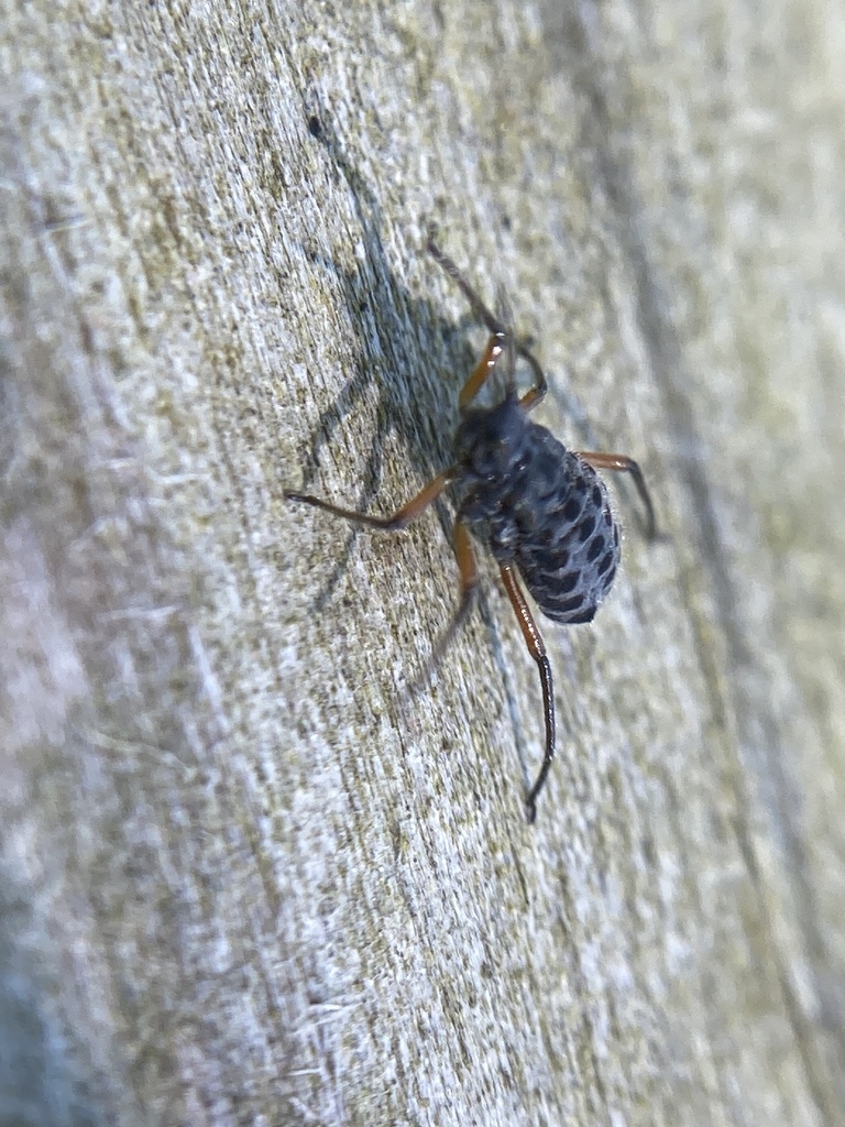 Giant Bark Aphid from Brownsville Rd, South Park, PA, US on May 1, 2024 ...