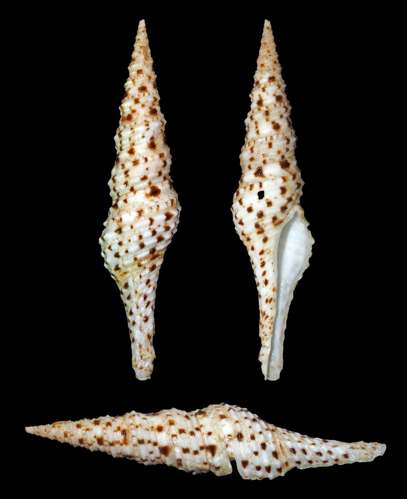 Turris babylonia from Malekula, Vanuatu on May 12, 1985 by uwkwaj. 65 ...