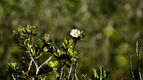 Bonnetia cubensis · iNaturalist