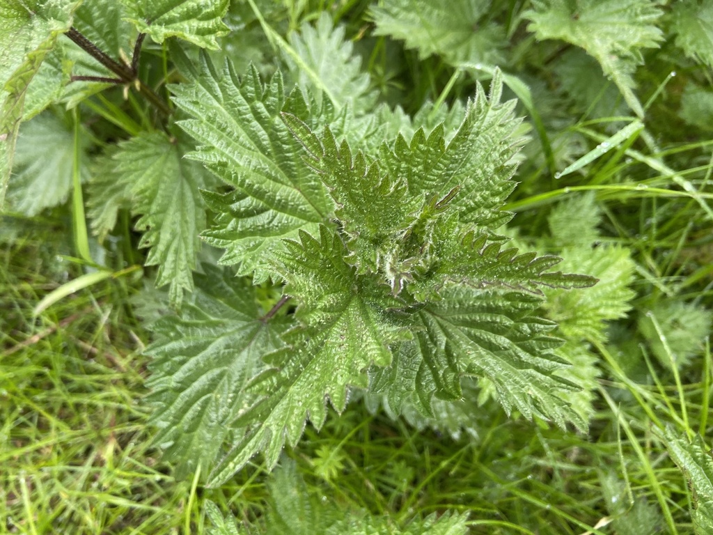 great stinging nettle from Iffley Fields Ward, Oxford, England, GB on ...