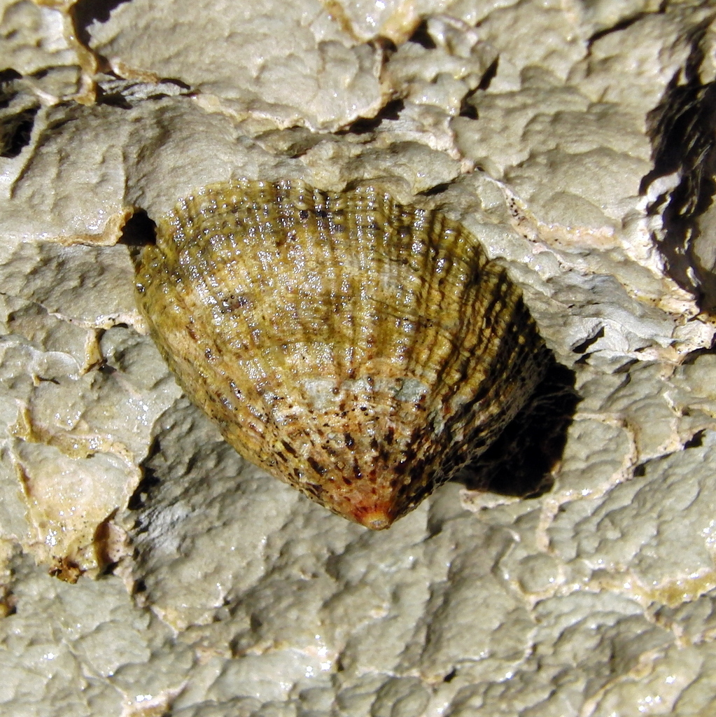 Patella rustica (Intertidal species of NE Atlantic) · iNaturalist