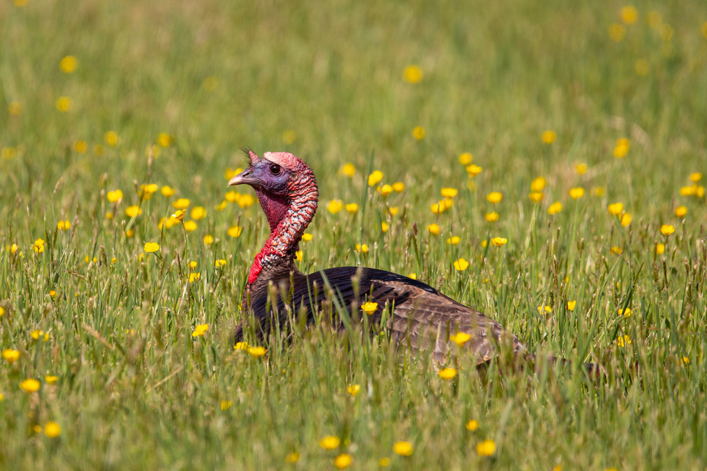 Wild Turkey from Magnolia Rd, Edgewood, MD, US on April 28, 2024 at 10: ...