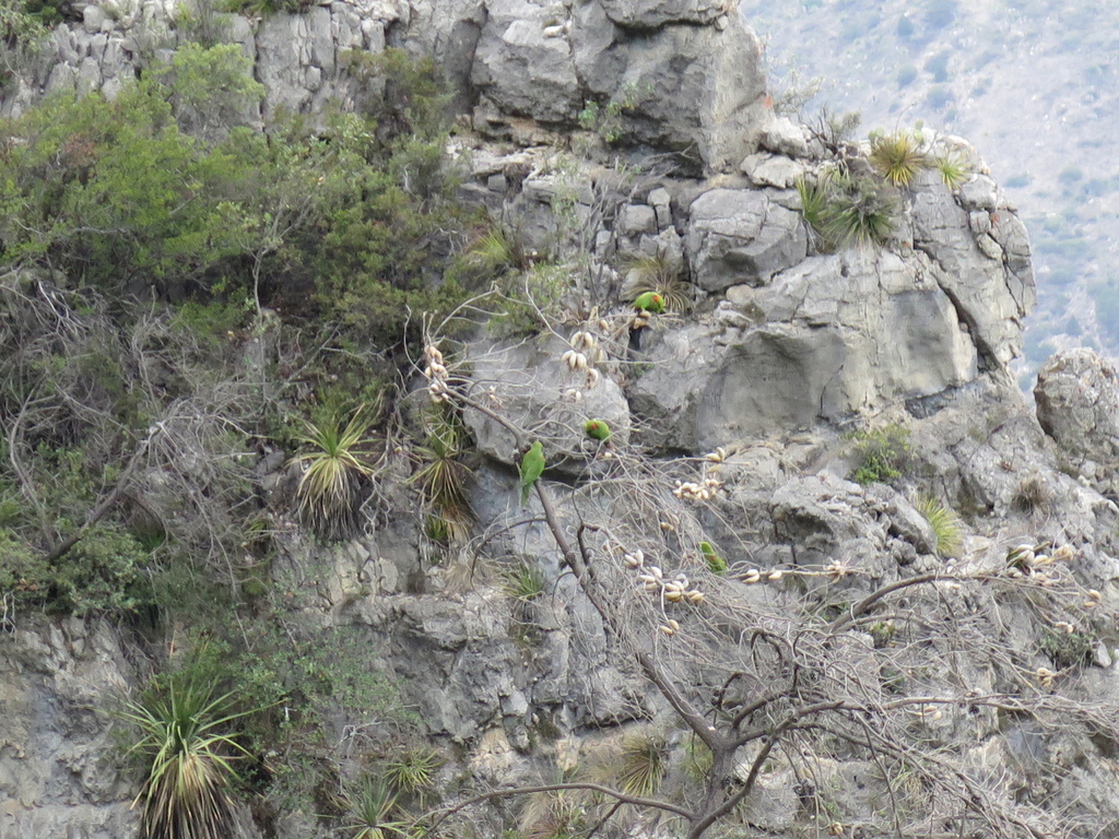 Maroon-fronted Parrot in April 2019 by Alejandro Huereca · iNaturalist