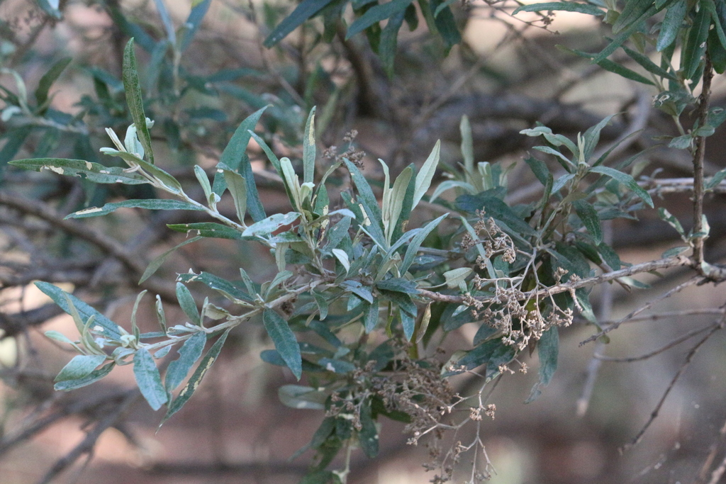 False Olive from Carletonville, 2499, South Africa on May 1, 2024 at 03 ...