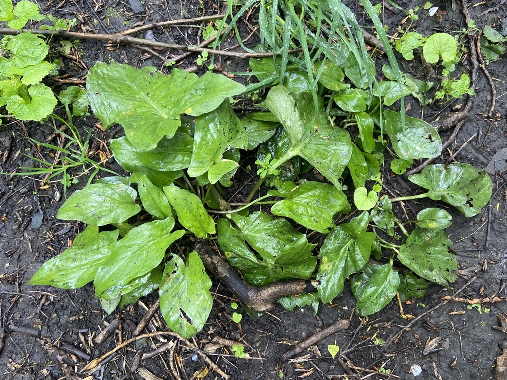 Cuckoo-pint from Iffley Fields Ward, Oxford, England, GB on April 27 ...