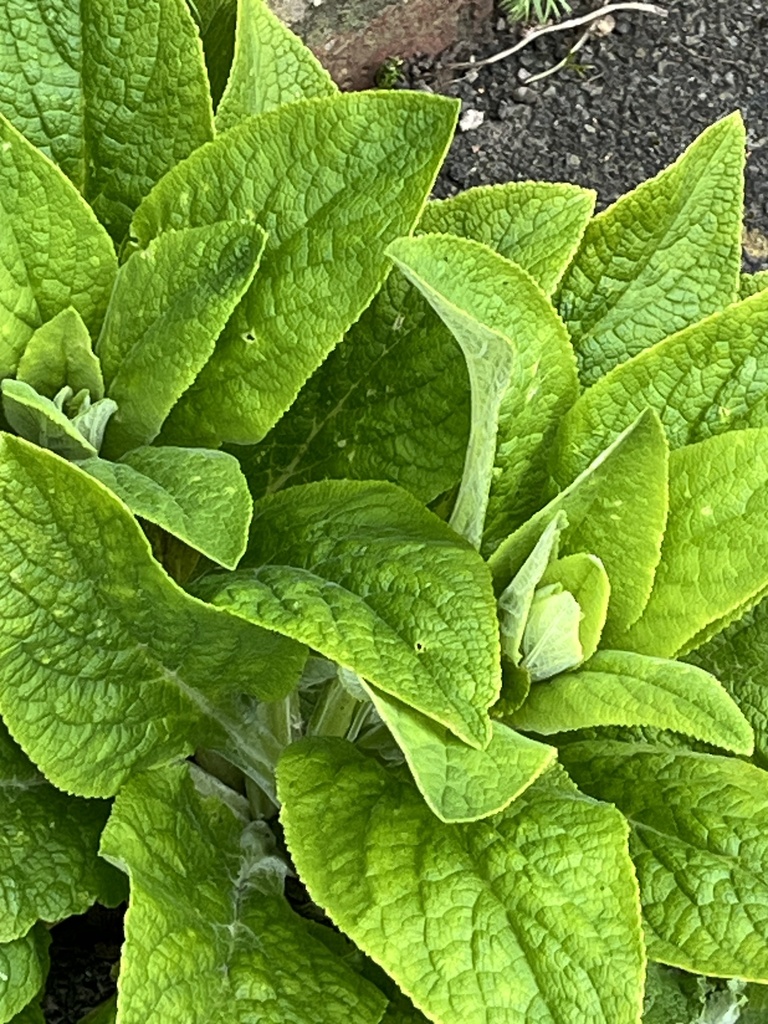 Comfrey from Woodyard Cottages, York, England, GB on April 29, 2024 at ...