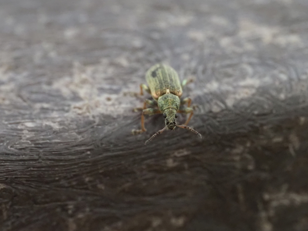 Common Leaf Weevil from Whipsnade, Dunstable, UK on May 1, 2024 at 12: ...