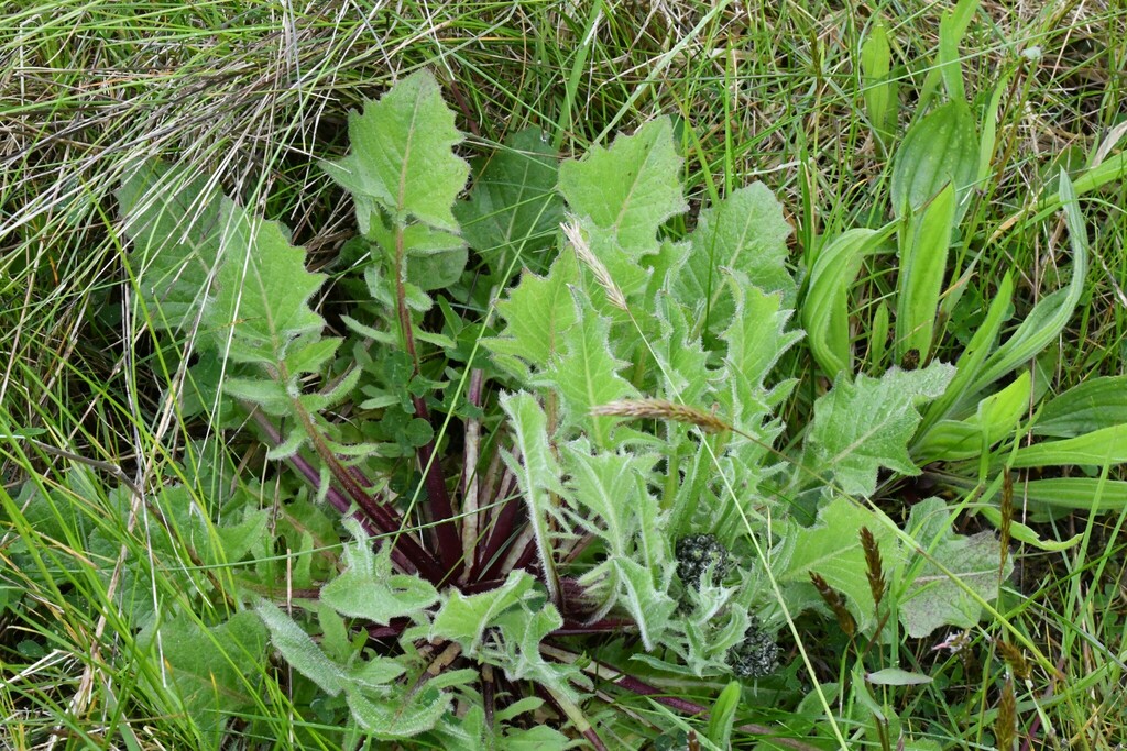 Beaked Hawksbeard from York, UK on April 28, 2024 at 02:48 PM by Kian ...
