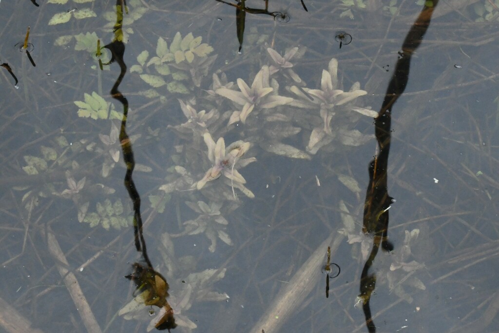 chain speedwell from York, UK on 28 April, 2024 at 02:58 PM by Kian ...