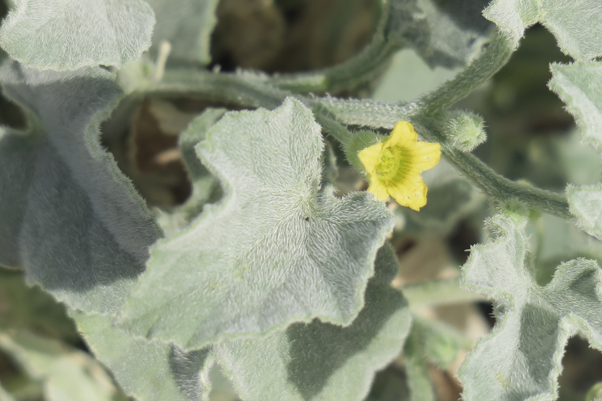 Cucumis prophetarum L.