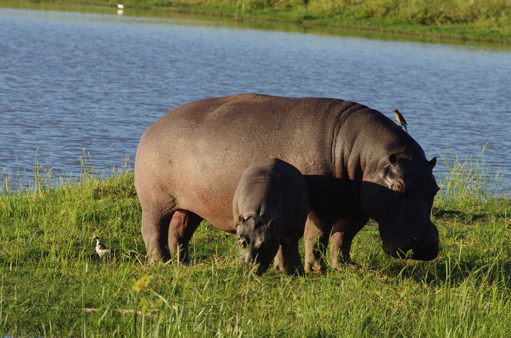Common Hippopotamus in April 2024 by Rémi Cardinael · iNaturalist