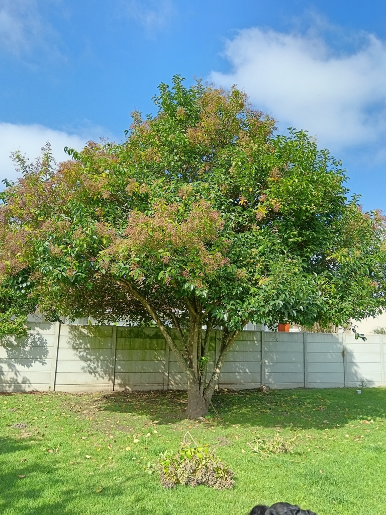 tree privet in April 2024 by AdventureLisa. I have this big privet tree ...