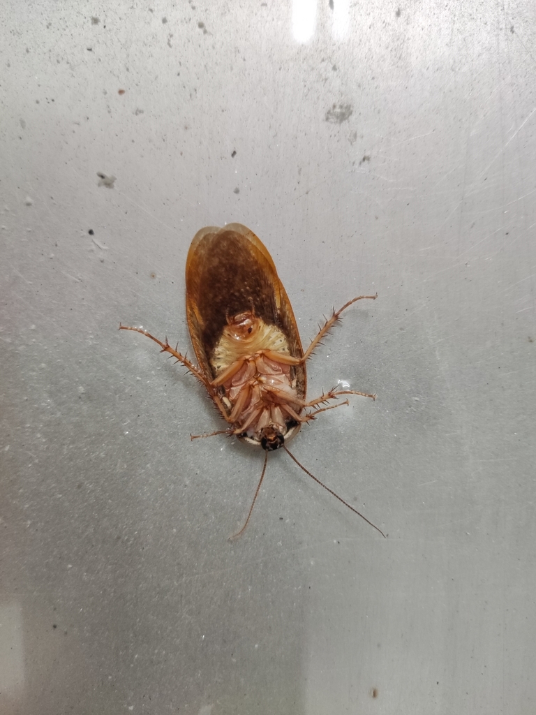 Eupolyphaga sinensis from Beijing, Beijing, CN on August 31, 2023 at 01 ...