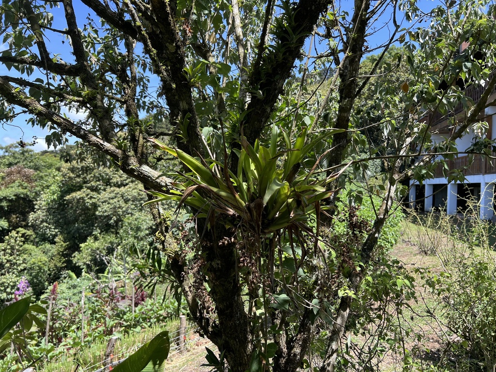 Catopsis nitida from Calle Cerro Amigos, Puntarenas, CR on May 1, 2024 ...