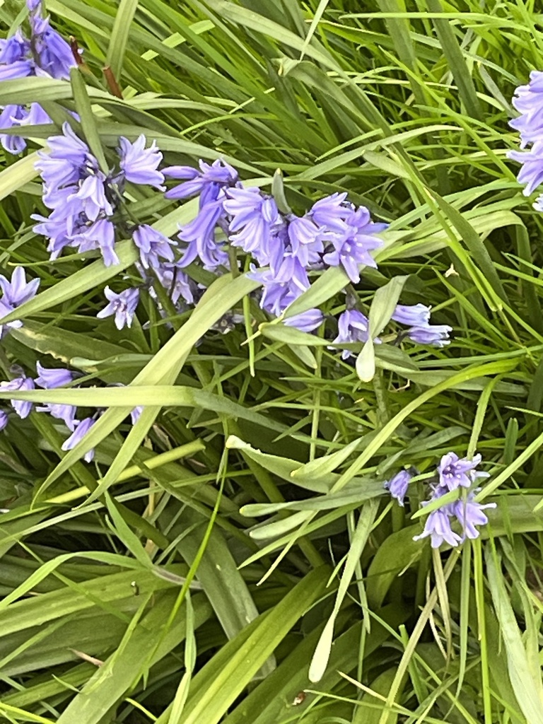 Hybrid bluebell from Hesketh Almshouses, York, England, GB on April 29 ...