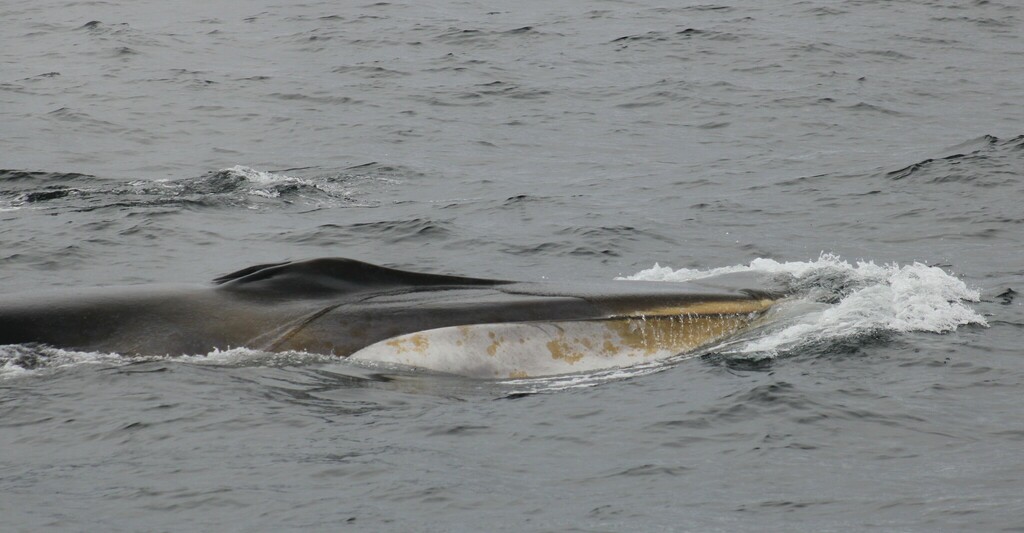Northern Fin Whale in April 2024 by urobleps · iNaturalist