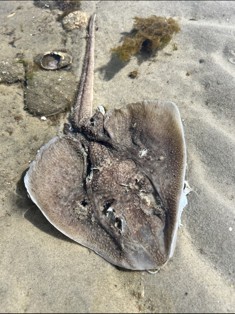 Little Skate in April 2024 by capybara1357 · iNaturalist