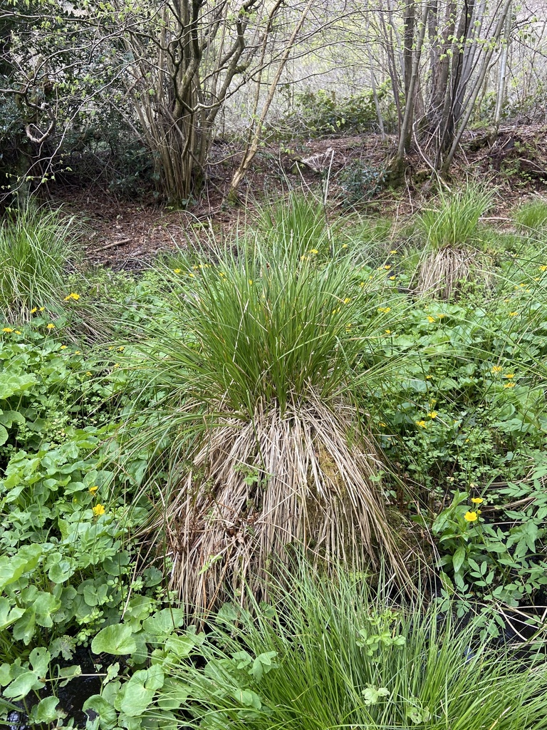 Greater Tussock-sedge from Oakamoor, Stoke-On-Trent, England, GB on ...