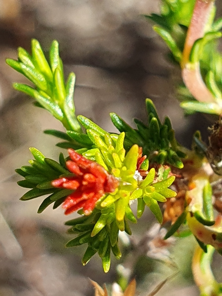 Salt-and-Pepper Heath from Overstrand Local Municipality, South Africa ...