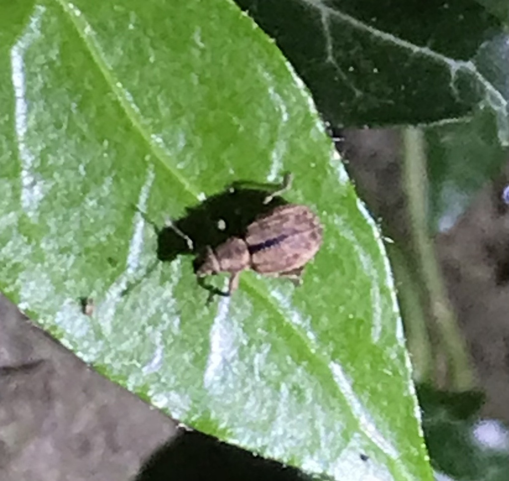 Nut Leaf Weevil from Windmill Lane, York, England, GB on 26 April, 2024 ...