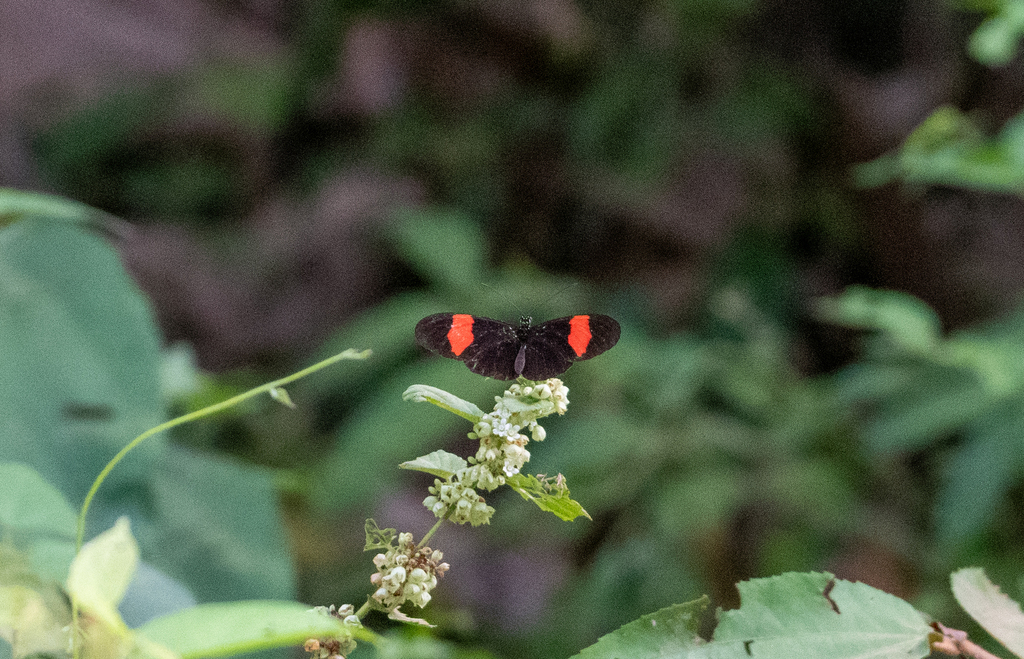 Red Postman in February 2024 by natueharak · iNaturalist