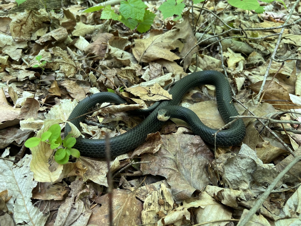 North American Racer from Oak Ridge, TN, US on May 1, 2024 at 01:26 PM ...