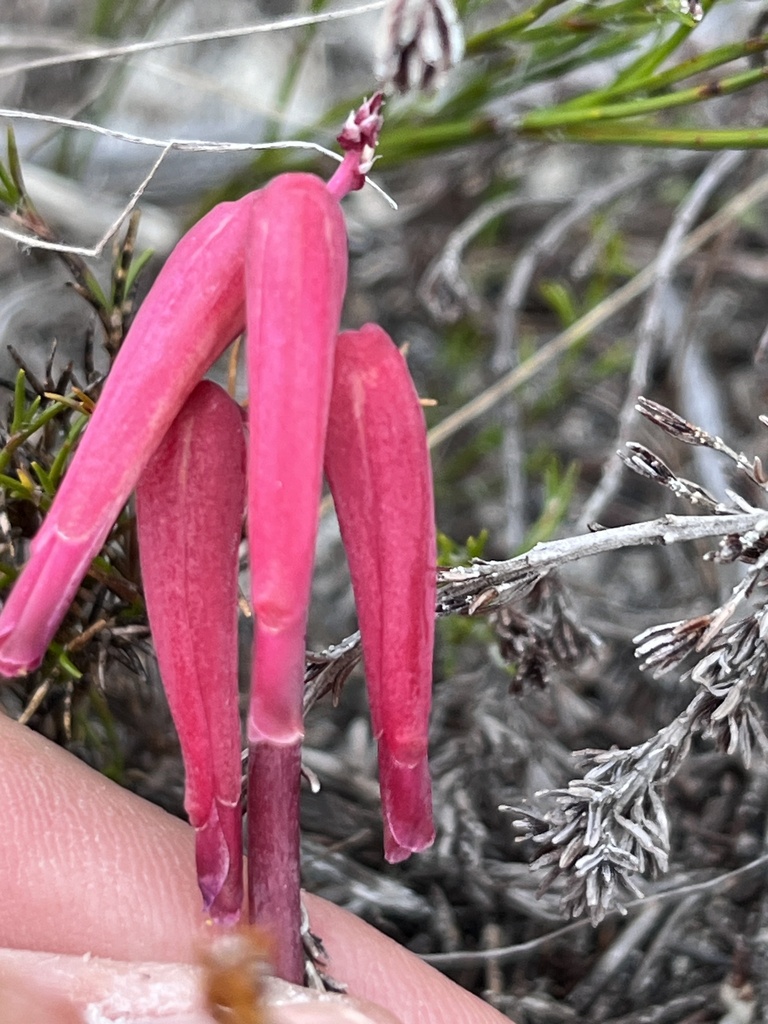 Dotted Viooltjie from Overberg District Municipality, South Africa on ...