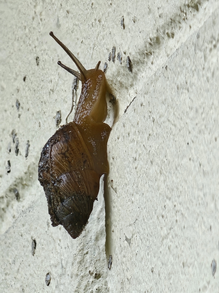 Ghost Bulimulus from DeLand on May 1, 2024 at 07:05 AM by jmkilmer ...