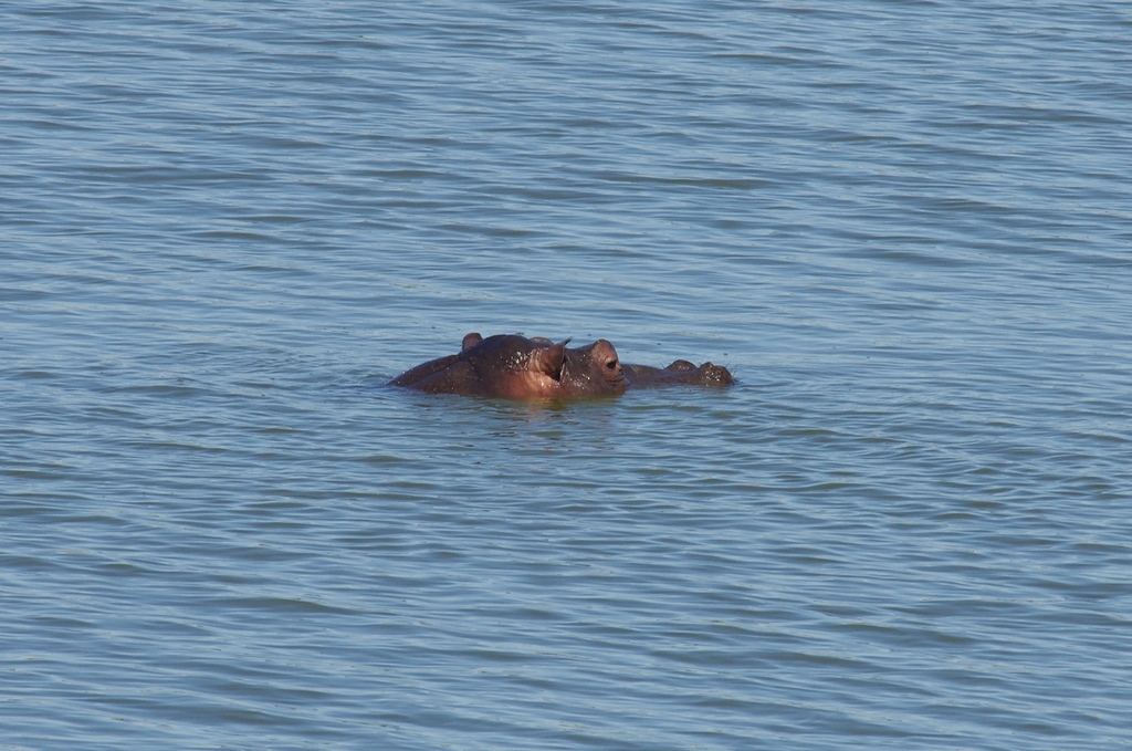 Common Hippopotamus in April 2024 by Rémi Cardinael · iNaturalist