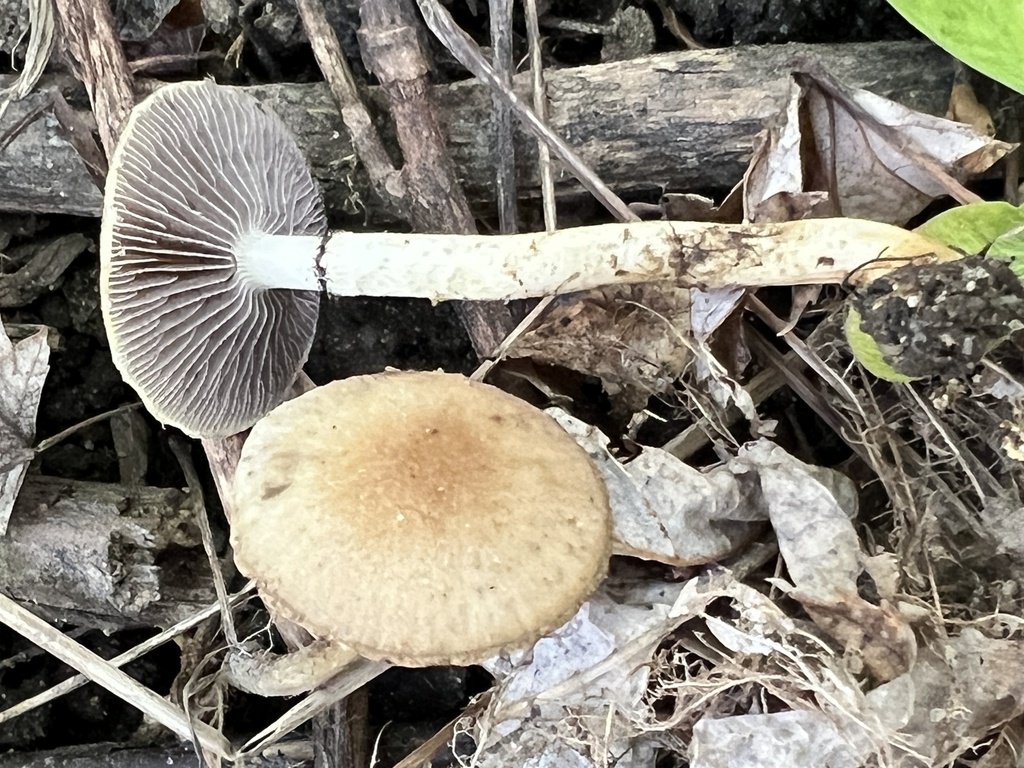 Leratiomyces riparius from Eagle, ID, US on April 30, 2024 at 06:12 PM ...
