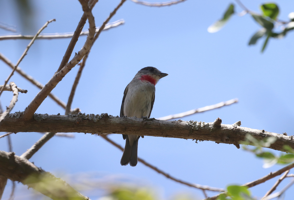 Rose-throated Becard from Cosalá, Sin., México on April 27, 2024 at 11: ...