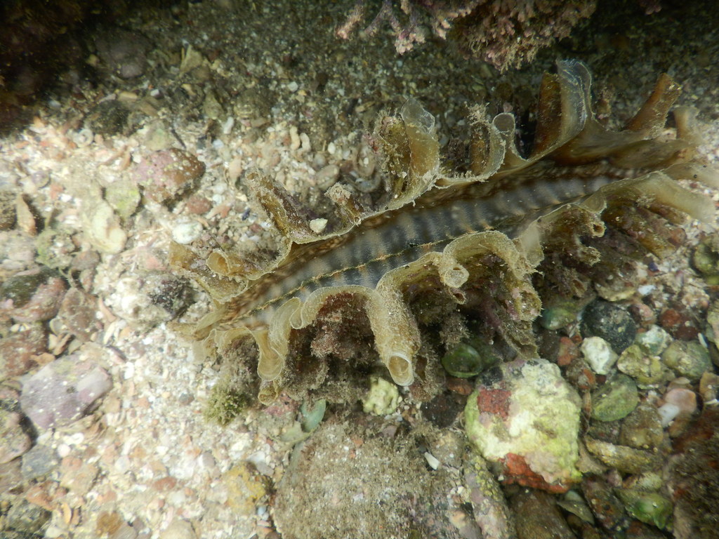Pinna rugosa from Isla de Pájaros, Esperanza, 82190 Mazatlán, Sin ...