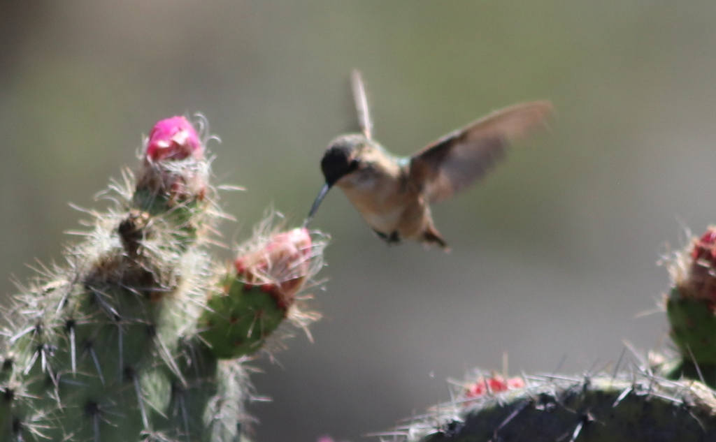 Beautiful Hummingbird from Rancho Blanco, Oaxaca, Mexico on March 08 ...