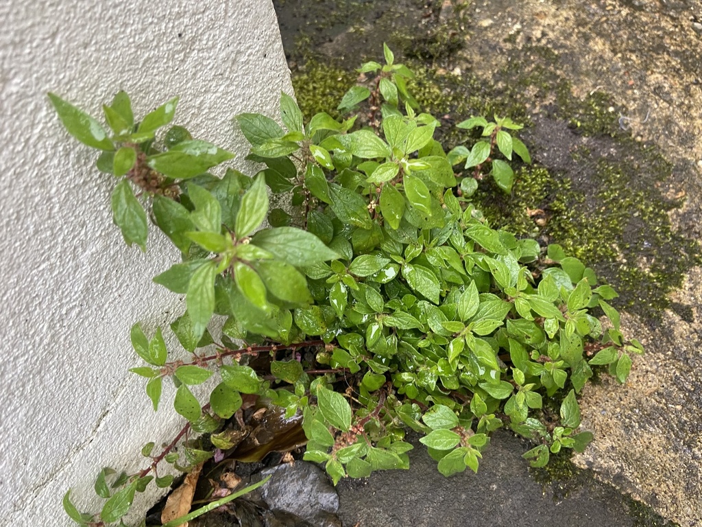 pellitory-of-the-wall from Cowley Road, Oxford, England, GB on 27 April ...